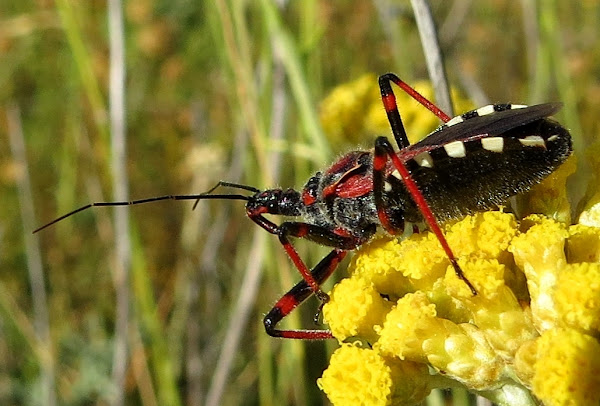 Chinche asesina roja | Project Noah