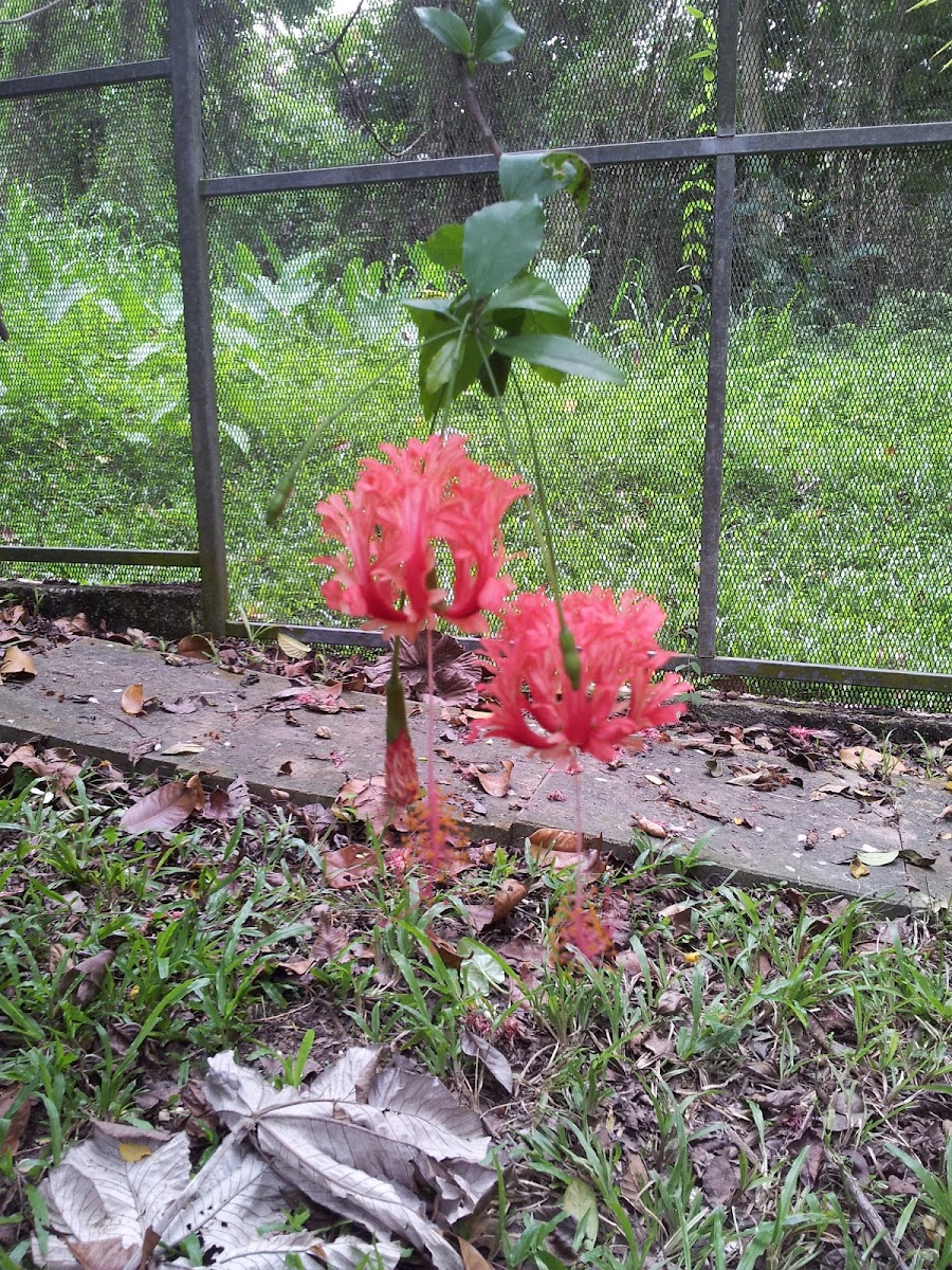 Japanese Hibiscus/Lantern Hibiscus | Project Noah