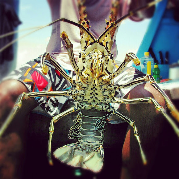 Bamboo Lobster | Project Noah