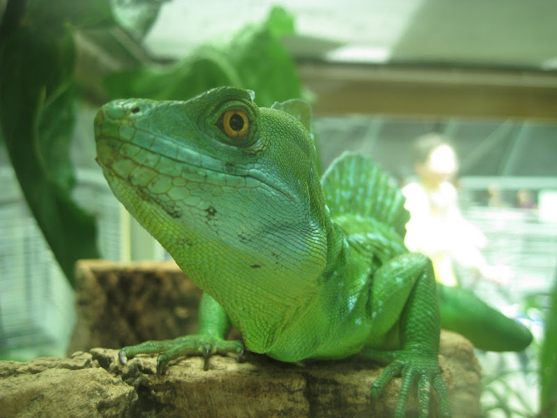 squamates | microecos