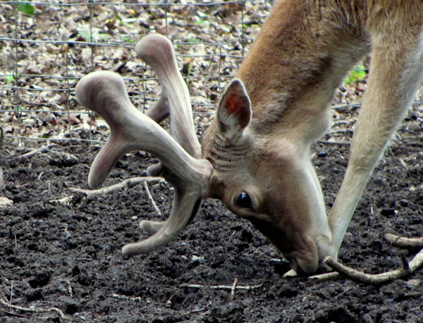 Fallow Deer,Gamo | Project Noah
