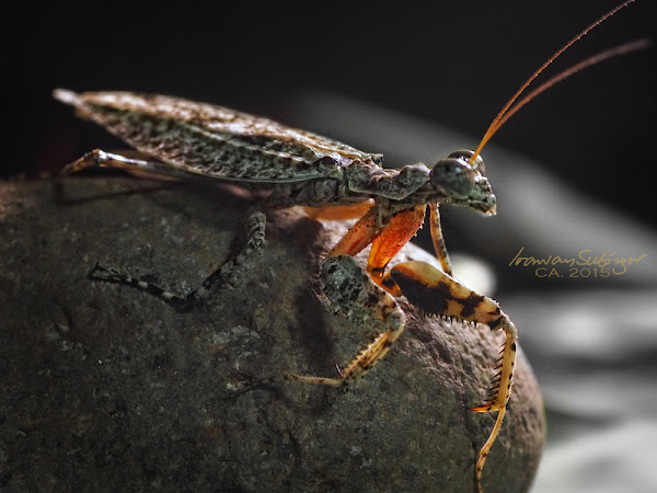 The Bark Mantis | Project Noah