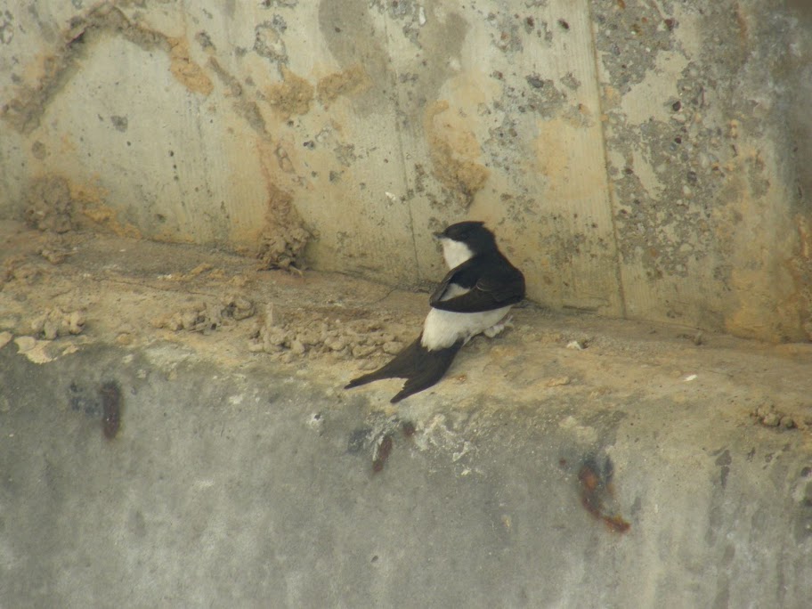 Belváros, Budapest: Molnárfecske + füstifecske