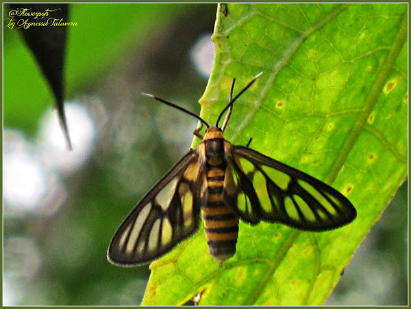 Amata Wasp Moth | Project Noah