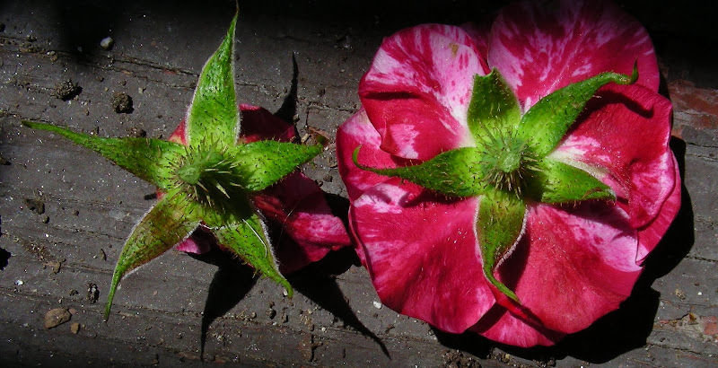 about the rose sepal