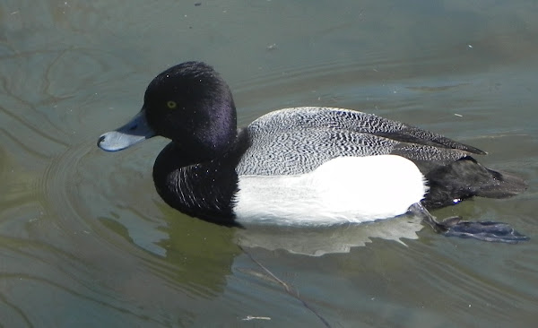 Barrow's Goldeneye | Project Noah