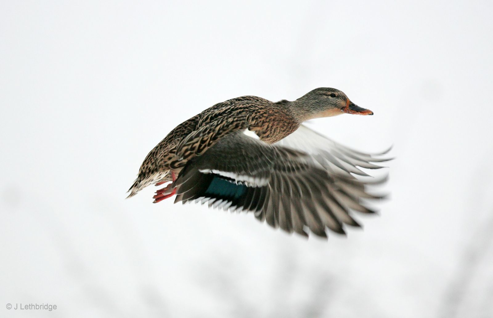 Wanstead Birder: Trudge trudge slip trudge