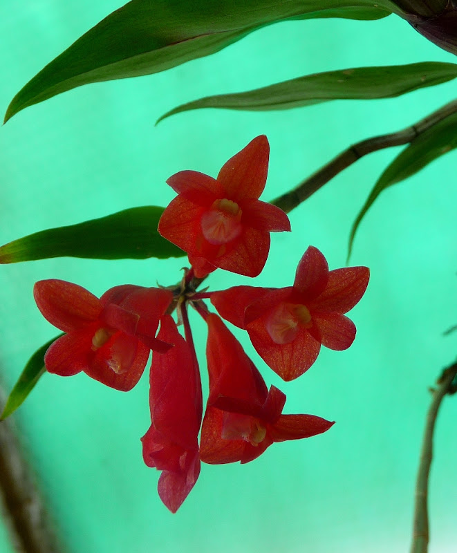 Dendrobium lawesii "Red" | Slippertalk Orchid Forum