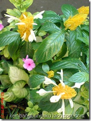 Bunga Lilin - Pachystachys lutea L.
