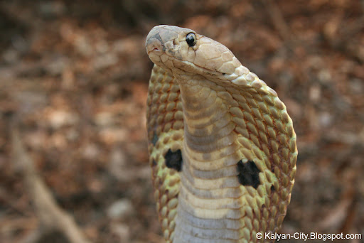 lovely pets: Indian Cobra Spectacled Cobra Common Cobra