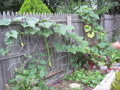 looking for a vining zucchini