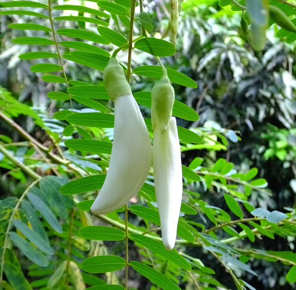 Flamingo bill, | Project Noah