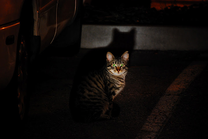 TNR Ear Tag Photos? | TheCatSite