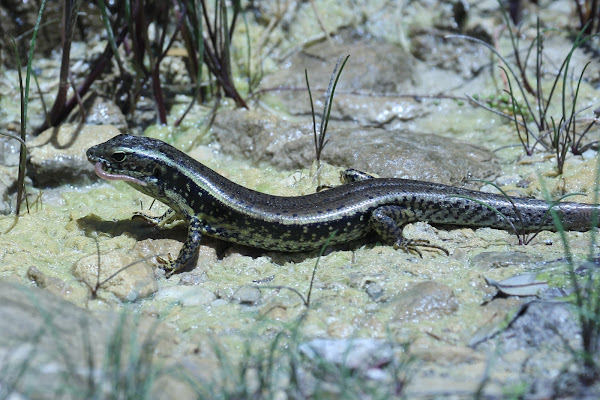 Common Garden Skink? | Project Noah