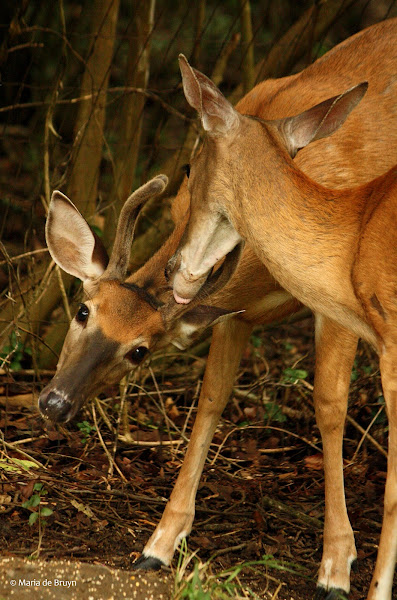 White-tailed deer, yearling buck | Project Noah