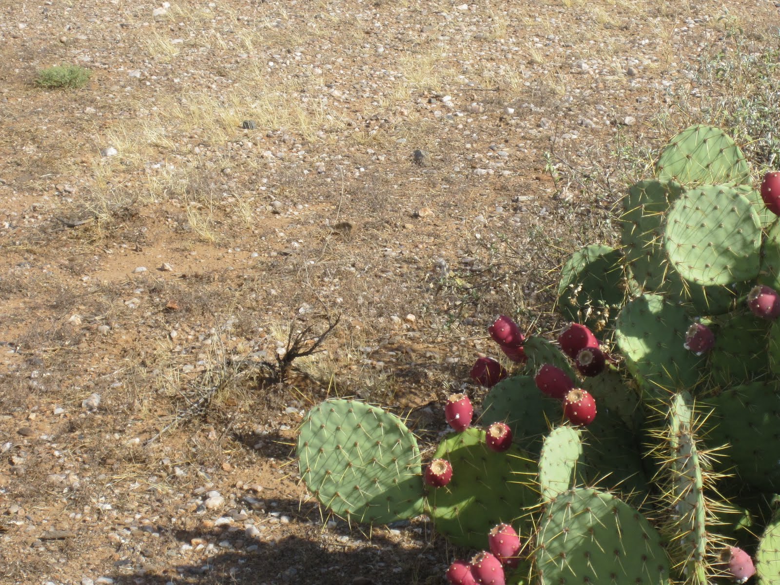 Adventures in Arizona: Dirt Bike Riding: Florence Junction 2