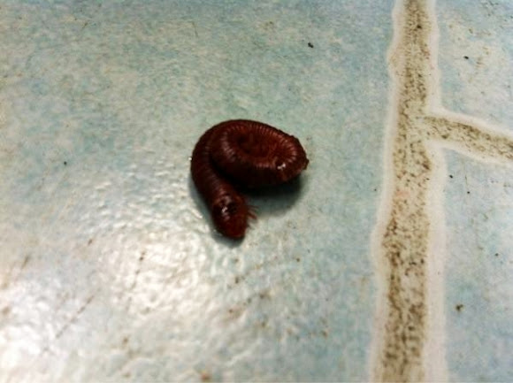 Earthworm | Project Noah