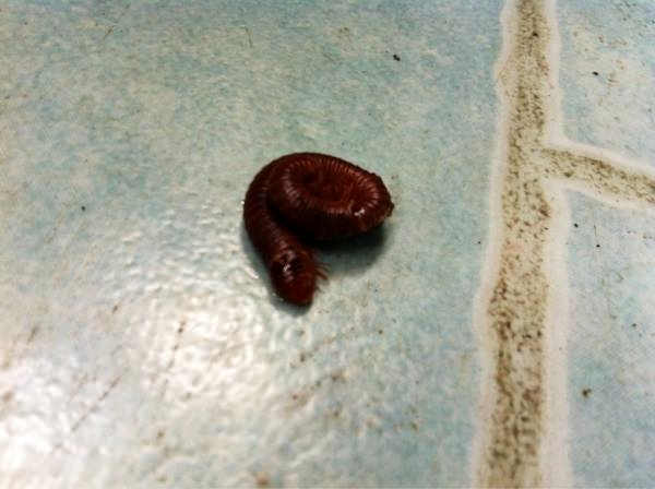 Earthworm | Project Noah