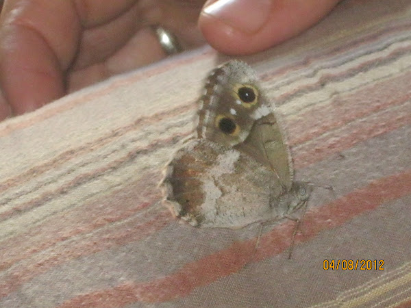 Tree Grayling | Project Noah