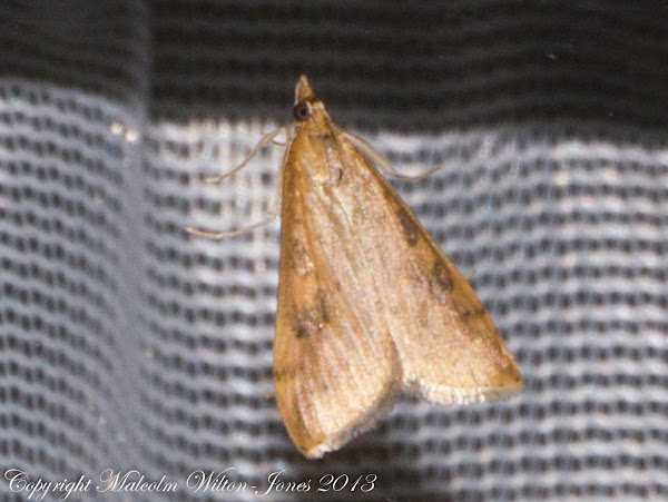 Rush Veneer | Project Noah