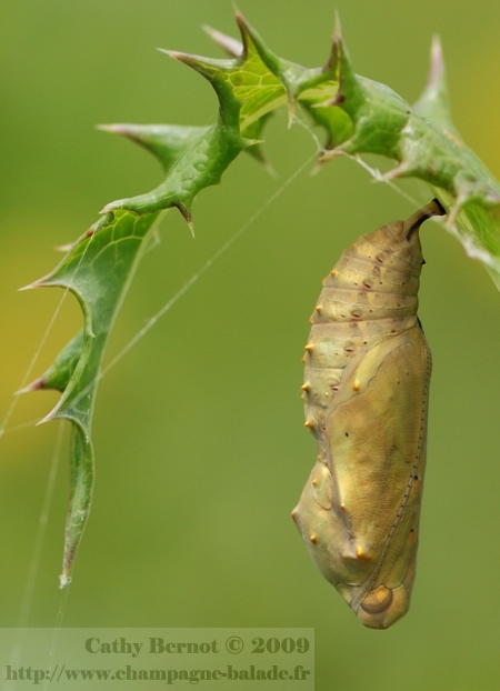 une chrysalide