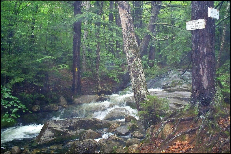 Evans Notch: A Misty Meander on Mt Meader (30-Jun-2009) | New England ...