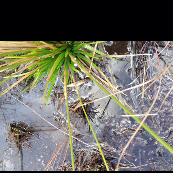 Green Frog | Project Noah