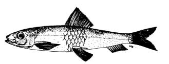 Fishes In Maldives: Spratelloides delicatulus (Bennett, 1831)