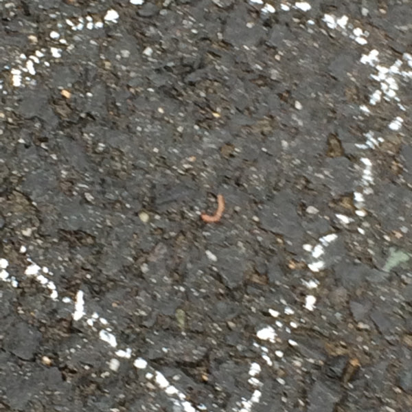 Worm? | Project Noah