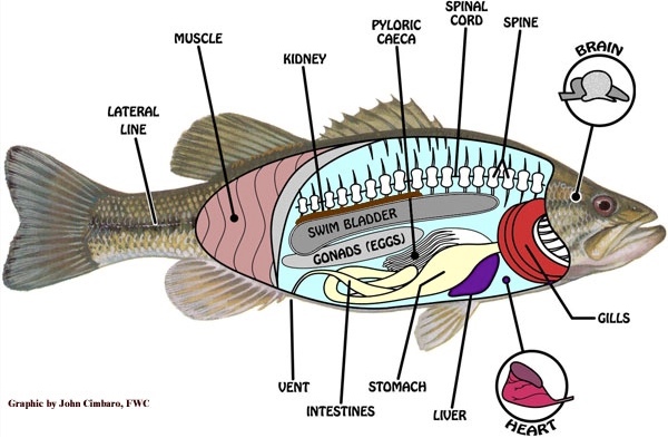 Man Made Fish Structure