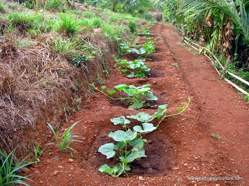 PADVAL AGRICULTURE AND FARM ENTERPRISES: Bottle Gourd Cultivation in ...