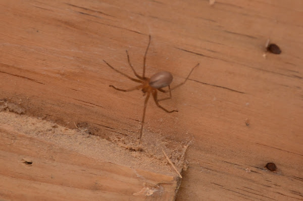 Chilean recluse spider, Araña de Rincón | Project Noah