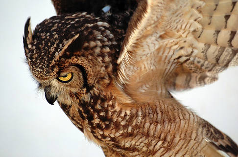 28 Amazing Examples Of Animal Photography