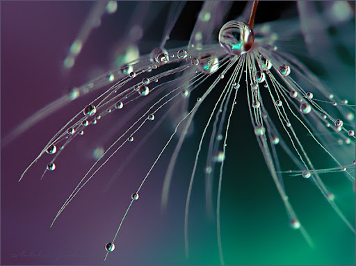 30 Breathtaking Examples Of Drops Photography