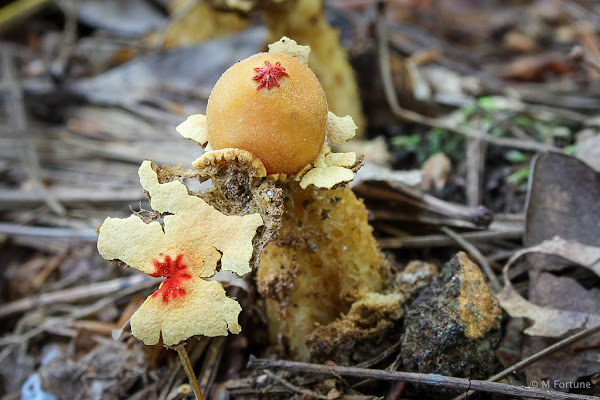 Collared Calostoma | Project Noah