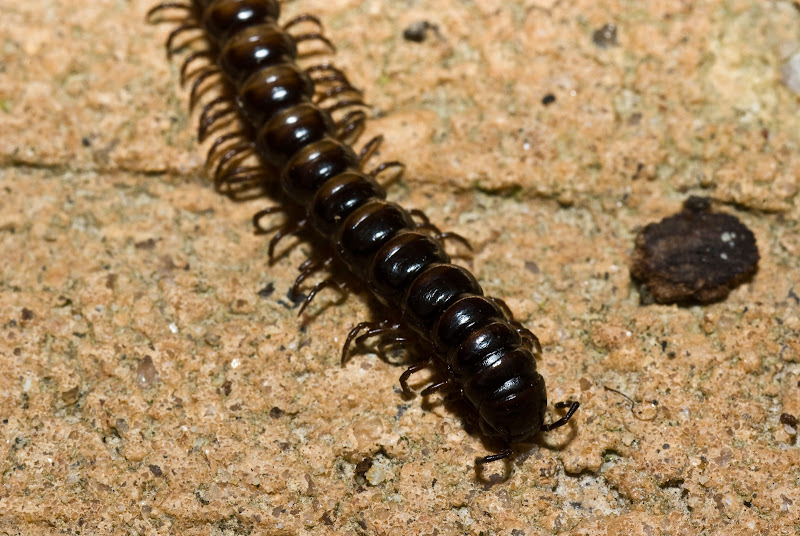 More multi-legged critters - PentaxForums.com