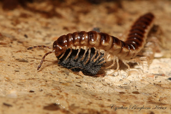 Greenhouse Millipede | Project Noah
