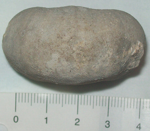 ¿Micraster SP.?