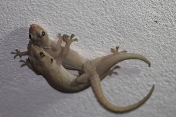 Indo-pacific gecko | Project Noah
