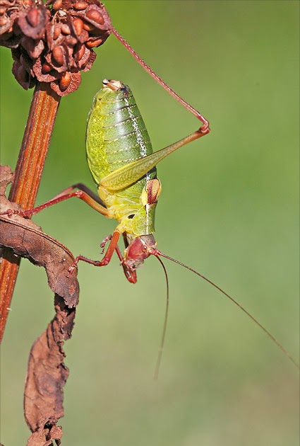 Devoir de vacances : identifier un insecte photographié
