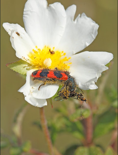 Trichodes alvearius : le Clairon des ruches
