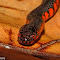 Western Mud Snake | Project Noah