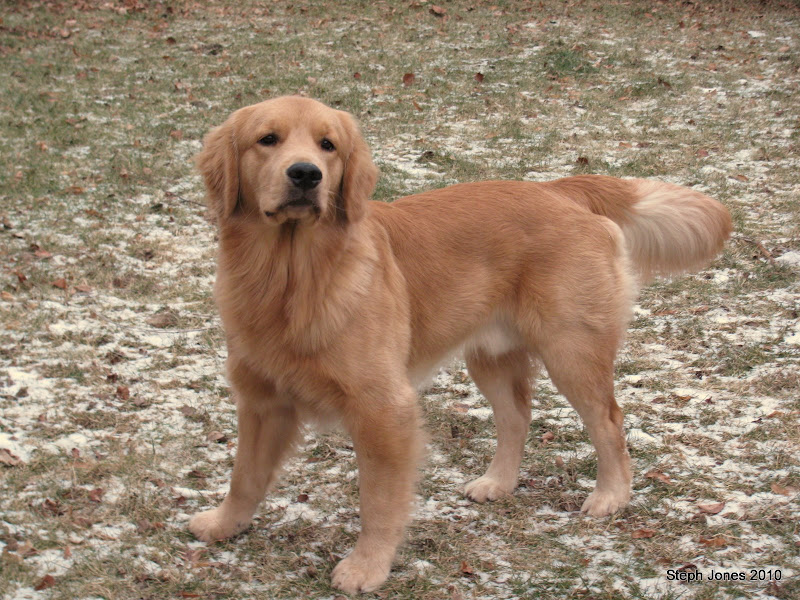 Molson's First Year in Photos - HAPPY BIRTHDAY!! | Golden Retriever Dog ...