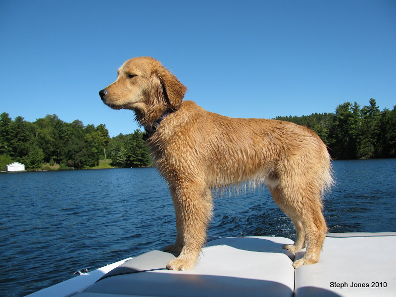 Molson's First Year in Photos - HAPPY BIRTHDAY!! | Golden Retriever Dog ...