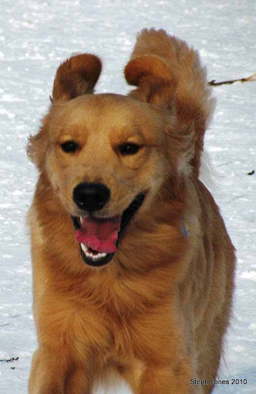 Molson's First Year in Photos - HAPPY BIRTHDAY!! | Golden Retriever Dog ...