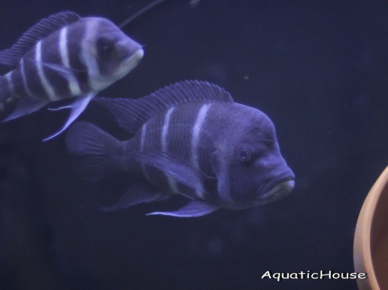 Aquatic House: Frontosa - Samazi