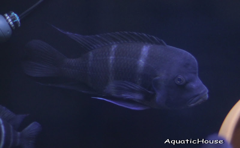 Aquatic House: Frontosa - Samazi