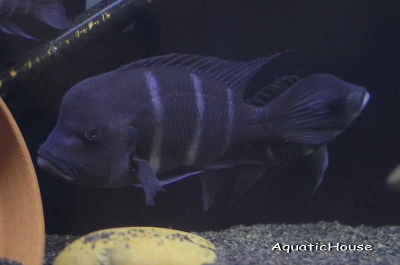 Aquatic House: Frontosa - Samazi