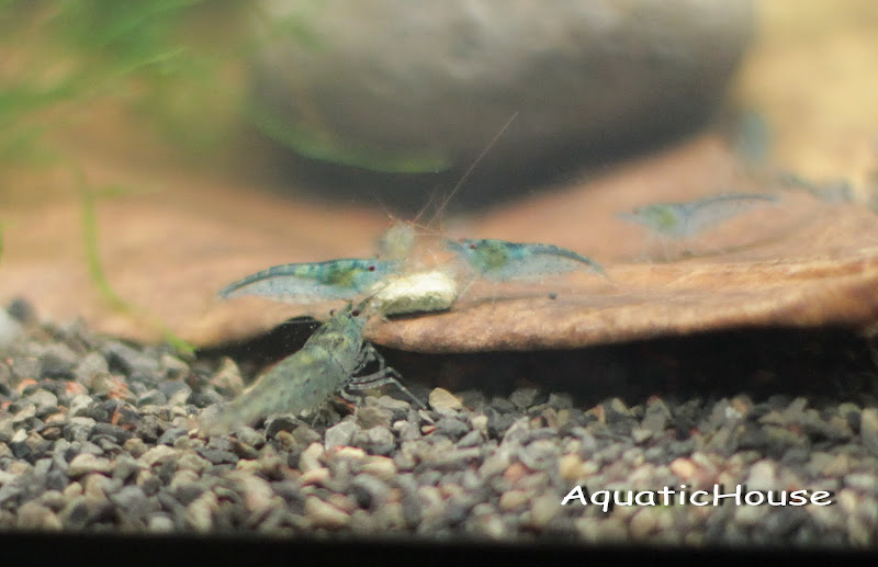Aquatic House: Shrimp - Blue Shrimp