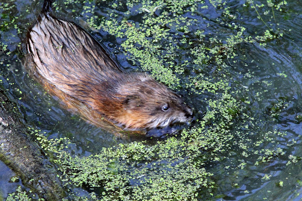 Muskrat | Project Noah